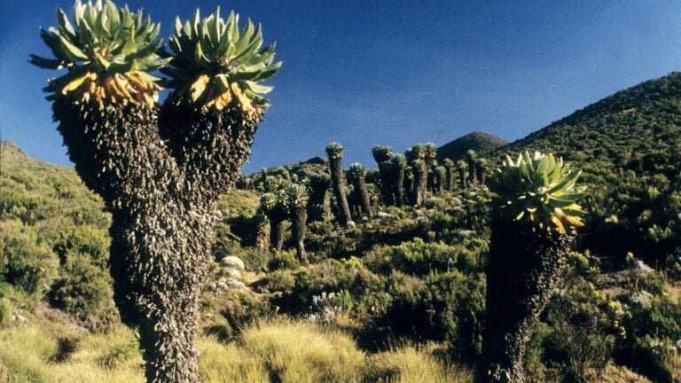 Dendrosenecio kilimanjari | Mount Kilimanjaro Plants