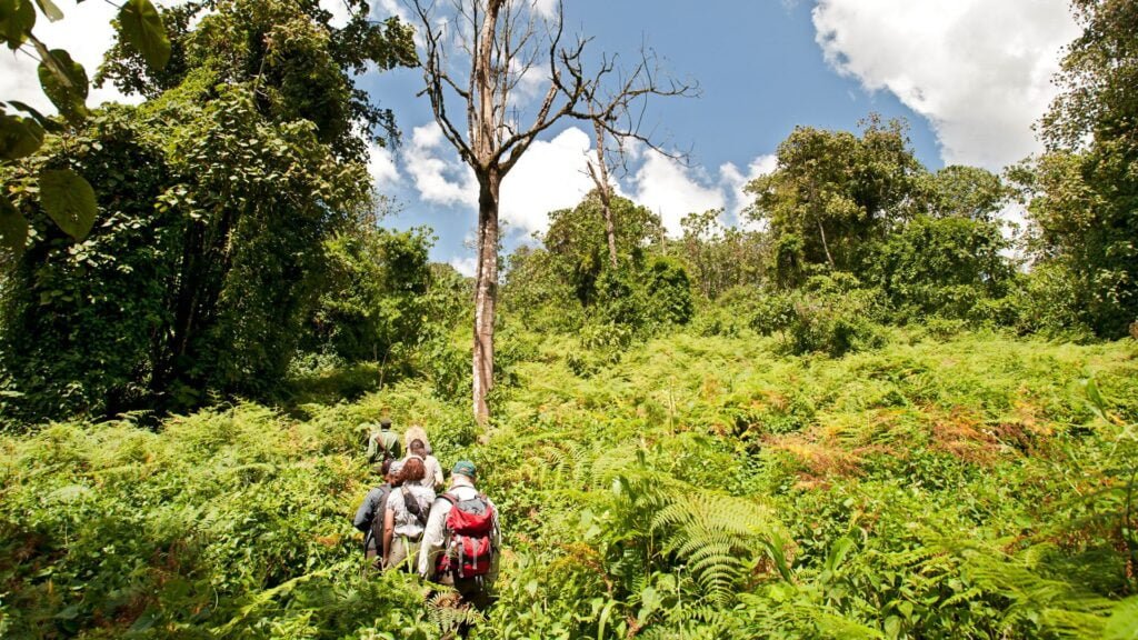 The Best Things to Do in Mahale Mountains National Park