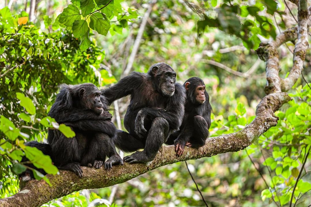 The Best Things to Do in Mahale Mountains National Park