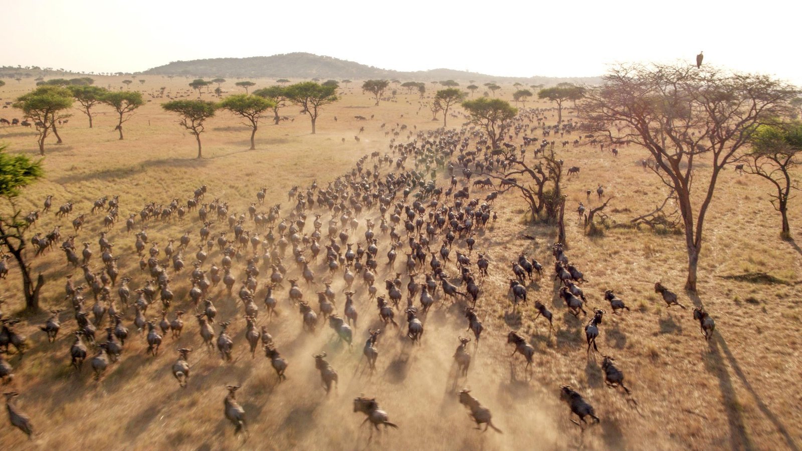 What is the Significance of the Mara River in the Migration?