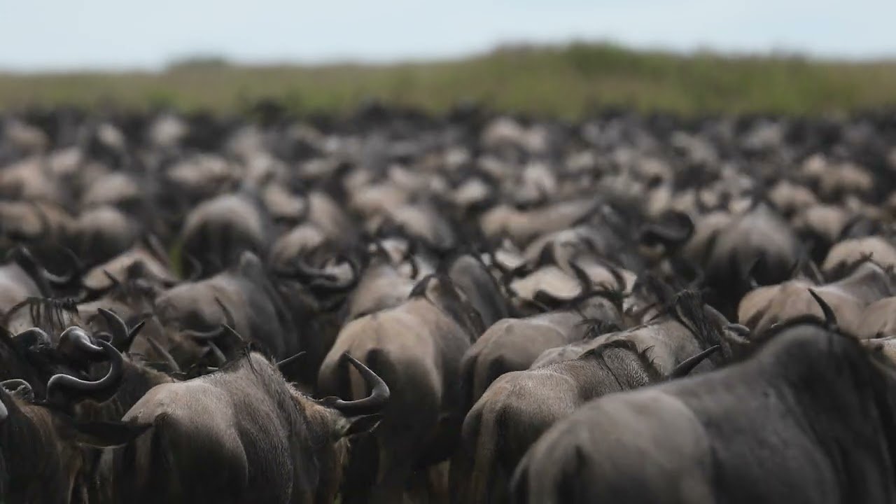 How Does the Migration Affect Livestock and Farming in the Region?
